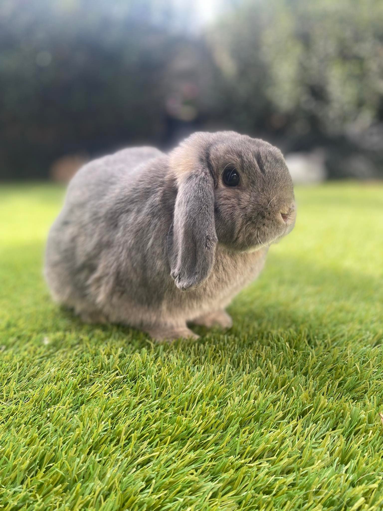 Rescue Bunnies for Adoption – The Binky Collective