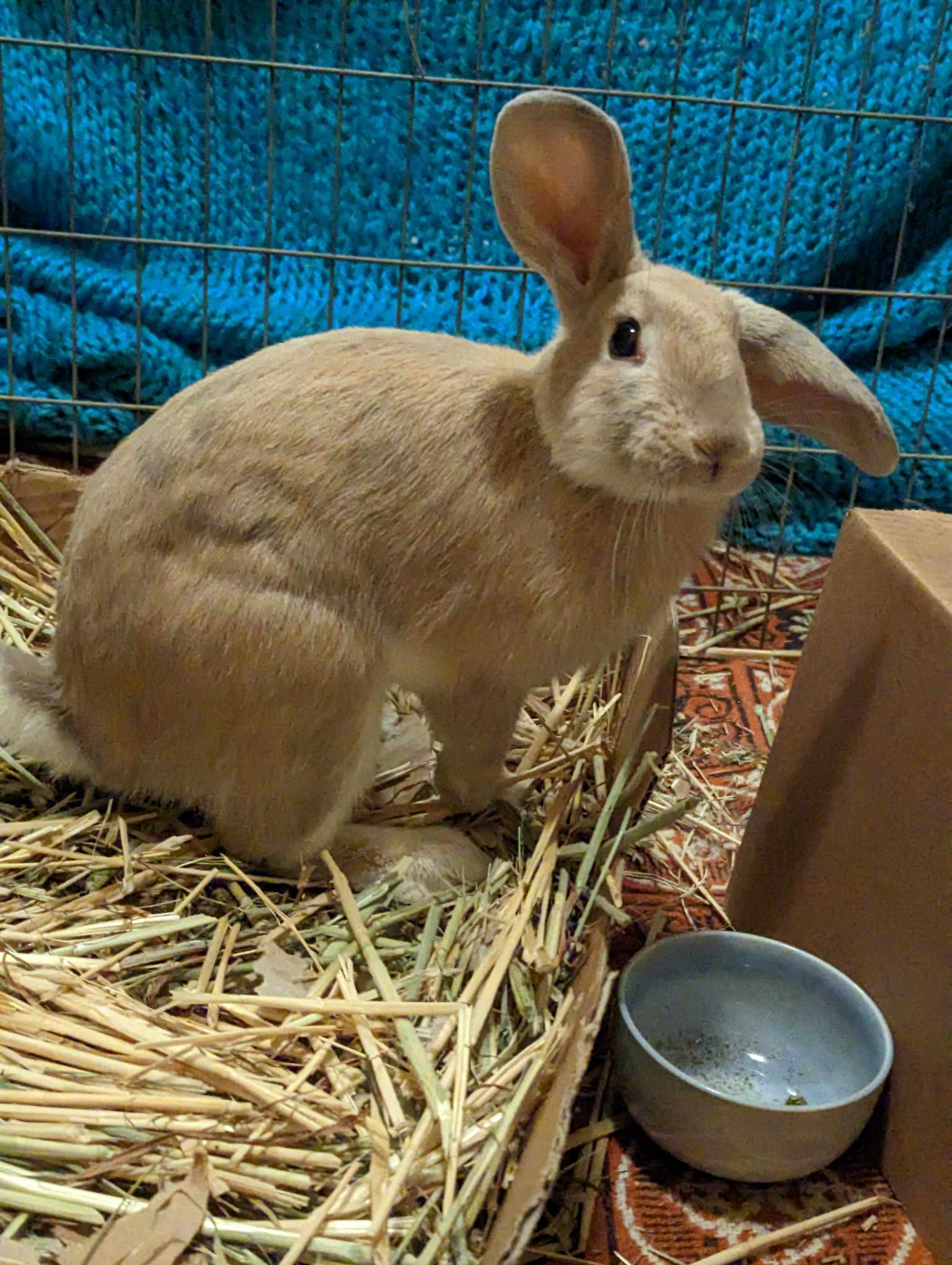 Rescue Bunnies for Adoption – The Binky Collective