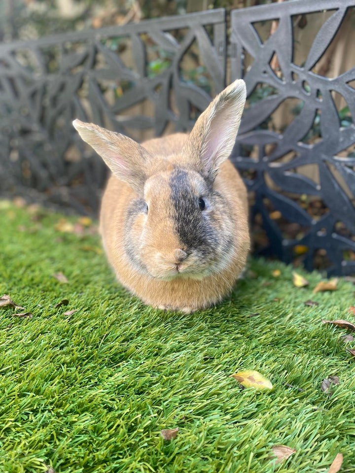 Rescue Bunnies for Adoption – The Binky Collective