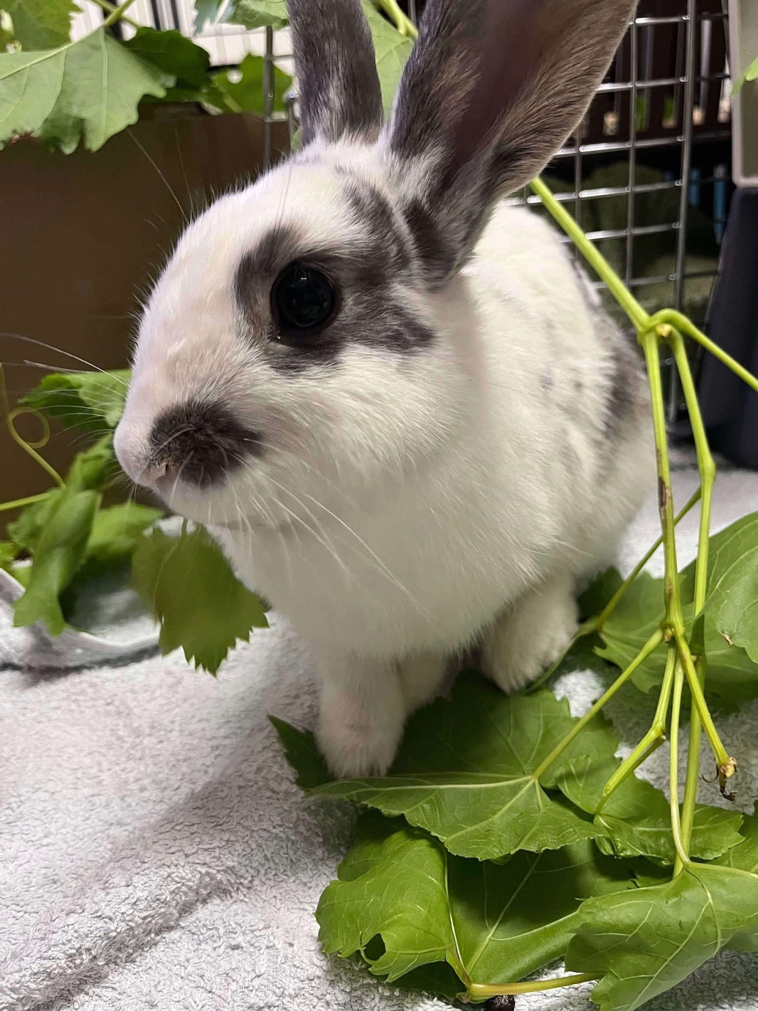 Rescue Bunnies for Adoption – The Binky Collective